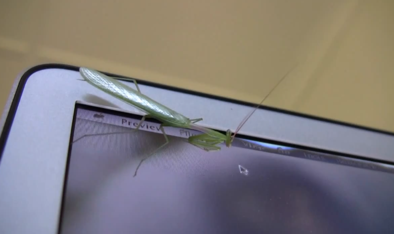 Mantis vs mouse: Digital divide | eyes4earth.org