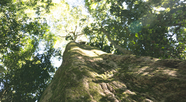 What is nature connectedness? | eyes4earth.org